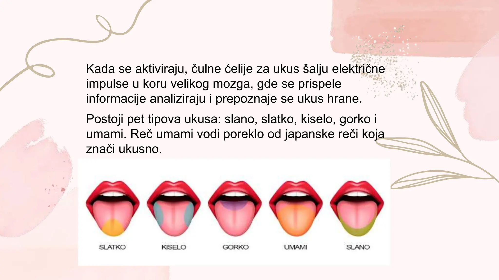 culni organi u kozi, culo ukusa i mirisa.pptx