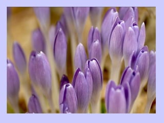 Culoarea Violet | PPS