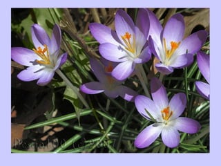 Culoarea Violet | PPS