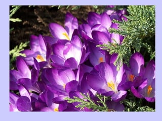 Culoarea Violet | PPS