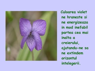 Culoarea Violet | PPS
