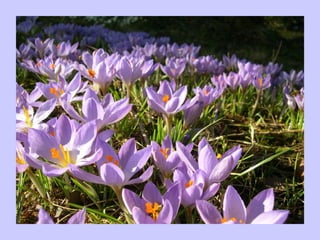 Culoarea Violet | PPS