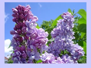 Culoarea Violet | PPS