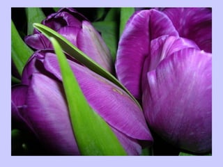 Culoarea Violet | PPS