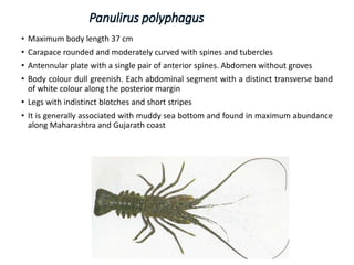 Cultivable shellfish | PPT