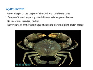 Cultivable shellfish | PPT