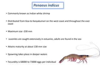 Cultivable shellfish | PPT