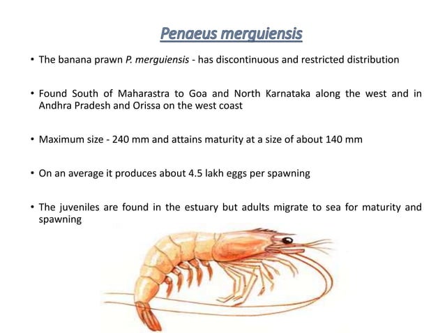 Cultivable shellfish | PPT | Fish and Aquariums | Pets