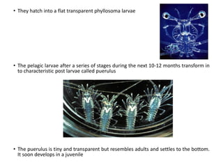 Cultivable shellfish | PPT