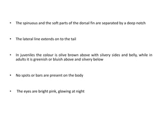 Cultivable species of fin fishes | PPT