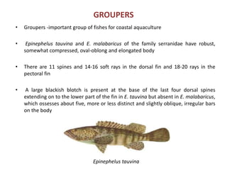 Cultivable species of fin fishes | PPT