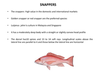 Cultivable species of fin fishes | PPT