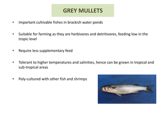 Cultivable species of fin fishes | PPT