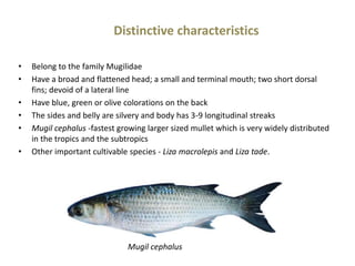 Cultivable species of fin fishes | PPT