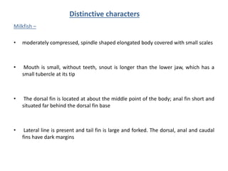 Cultivable species of fin fishes | PPT