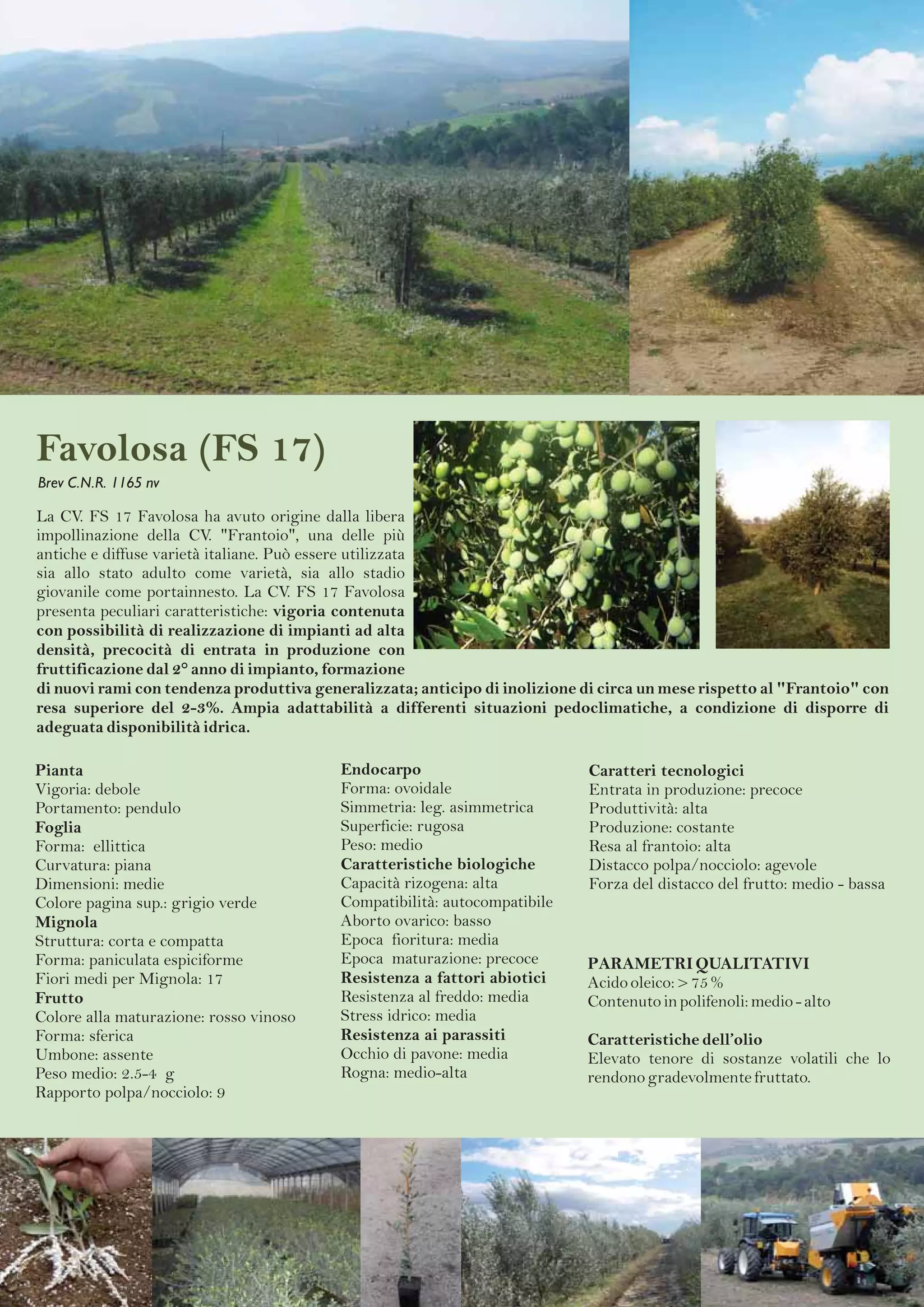 Cultivar olivo olivicoltura meccanizzata favolosa f 17 scheda tecnica | PDF