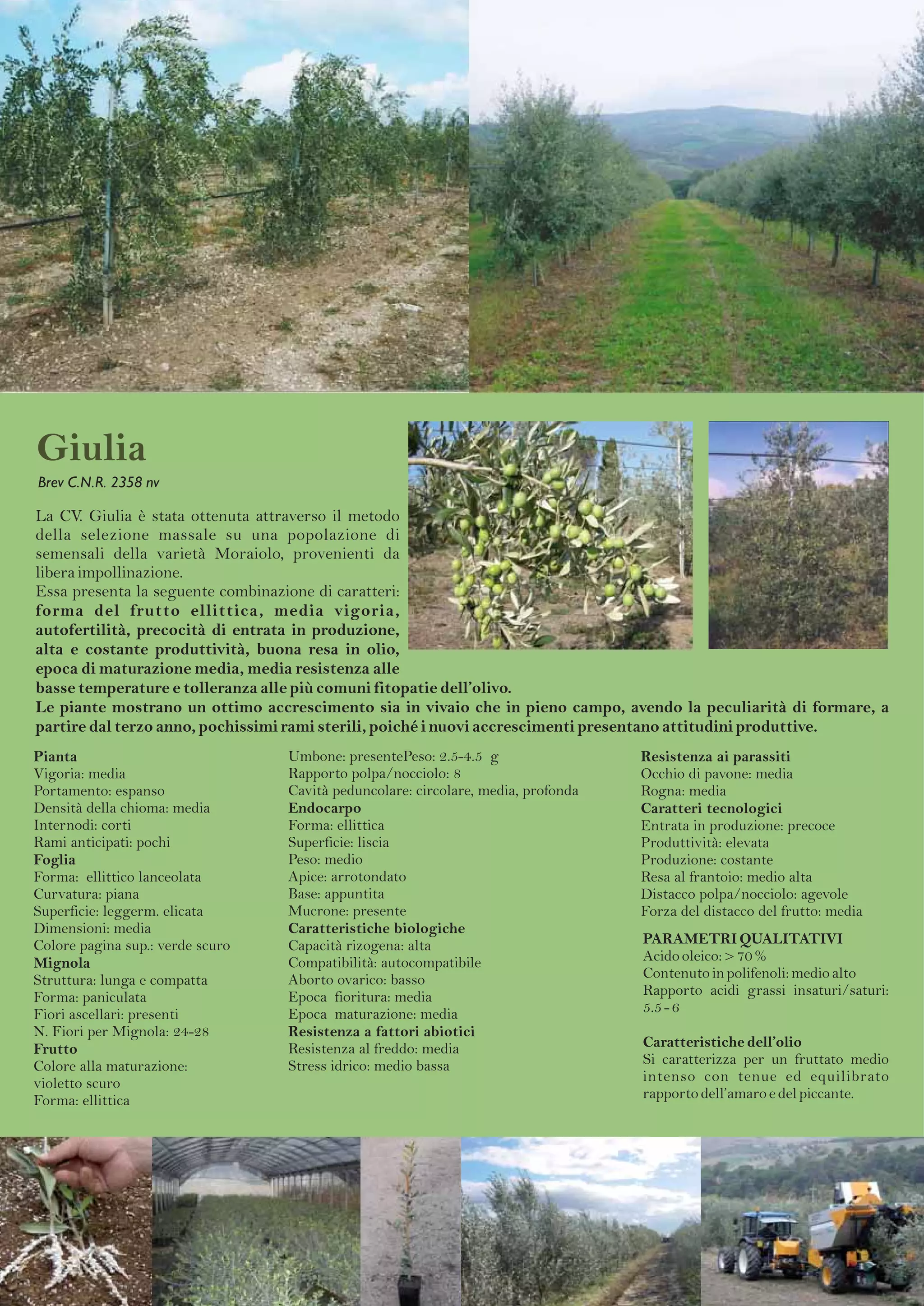 Cultivar olivo per olivicoltura meccanizzata giulia scheda tecnica | PDF