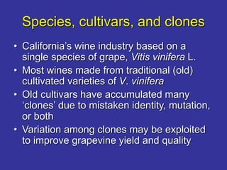 Winegrape cultivar and clone selection for warm climates | PPT