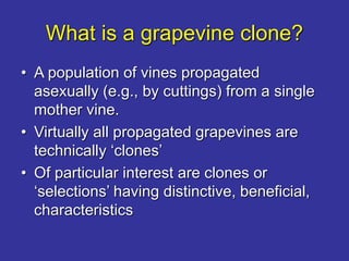 Winegrape cultivar and clone selection for warm climates | PPT