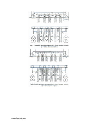 Cultivarea cepei | PDF