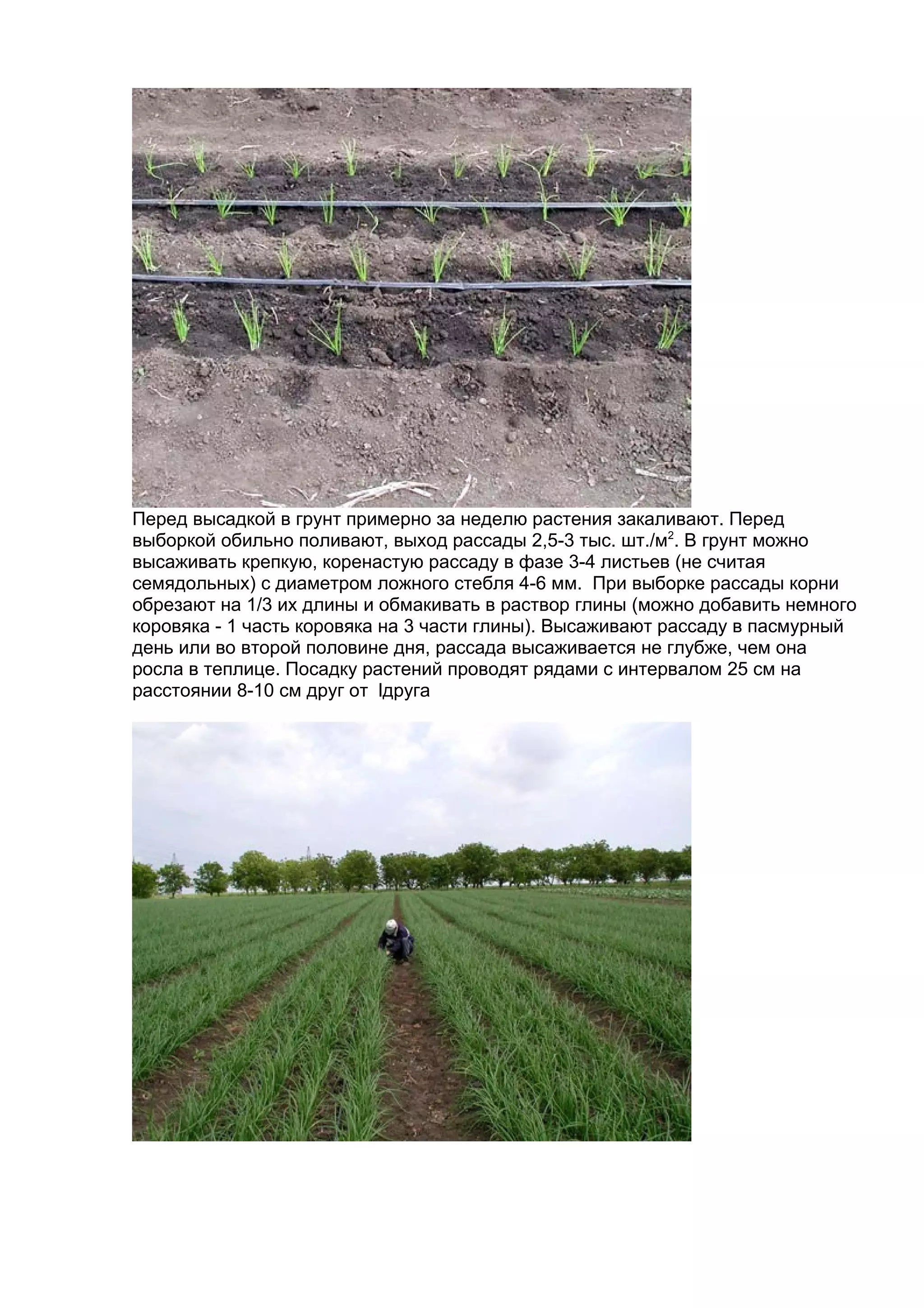 Cultivarea cepei prin rasad | DOC