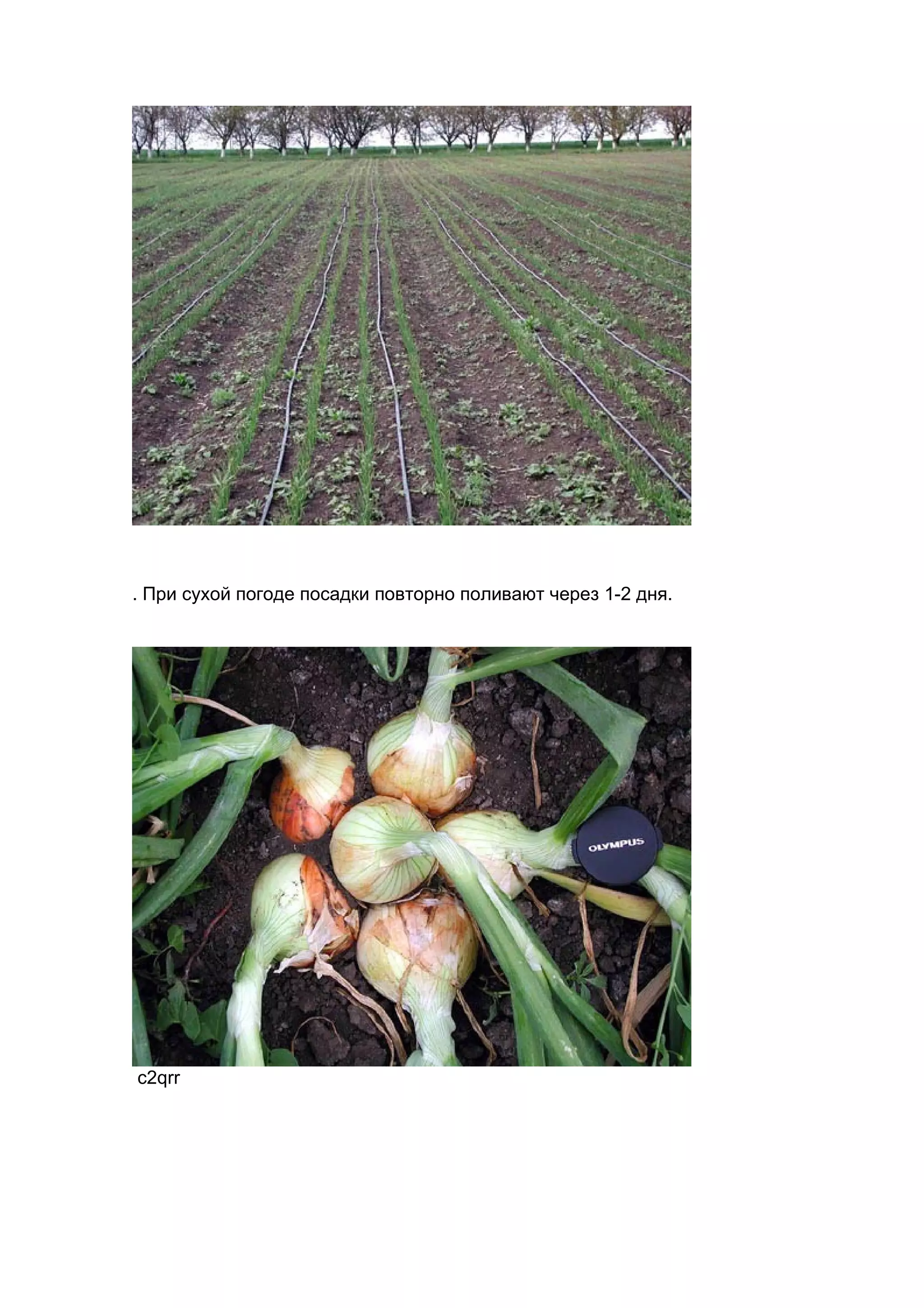 Cultivarea cepei prin rasad | DOC