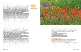 Cultivars of Kniphofia | PDF