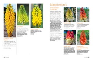 Cultivars of Kniphofia | PDF