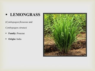 CULTIVATE MANAGEMENT OF AROMATIC PLANT (MINT LEMON Grass).pptx