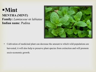 CULTIVATE MANAGEMENT OF AROMATIC PLANT (MINT LEMON Grass).pptx