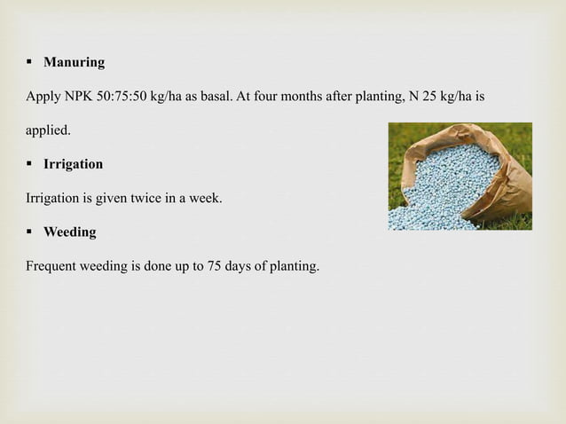 CULTIVATE MANAGEMENT OF AROMATIC PLANT (MINT LEMON Grass).pptx ...