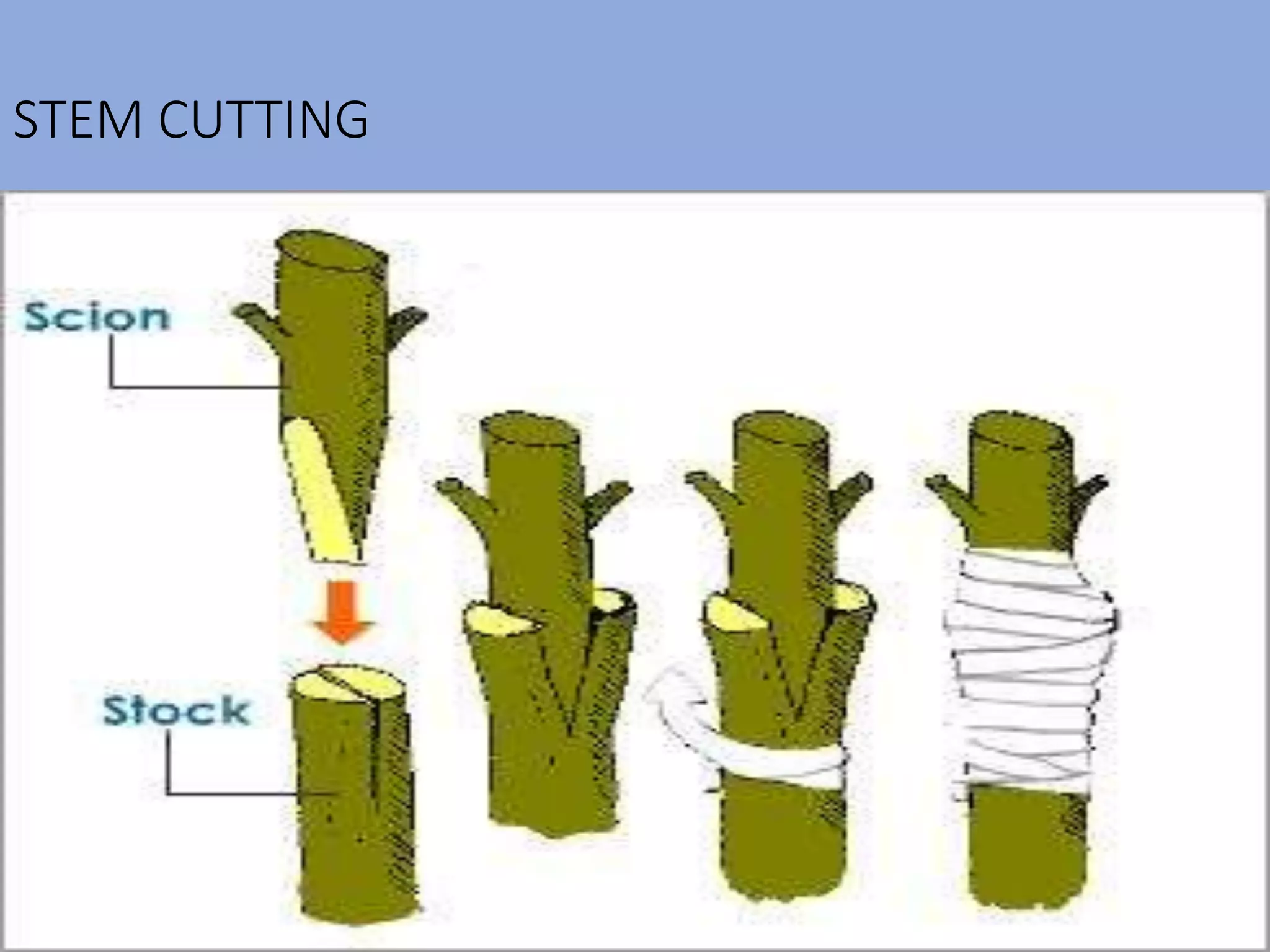 general method of cultivation of medicinal plants | PPTX