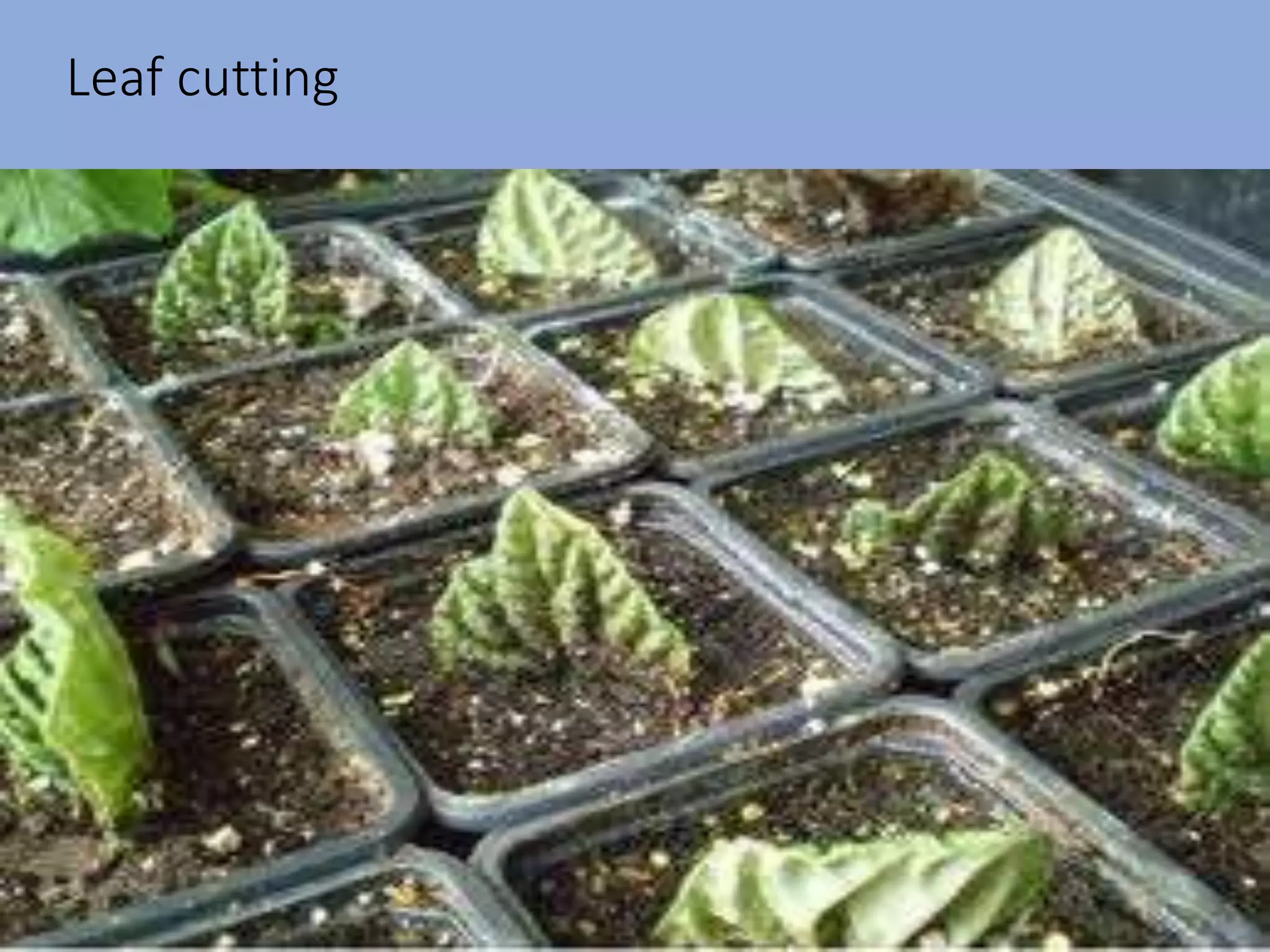 general method of cultivation of medicinal plants | PPTX