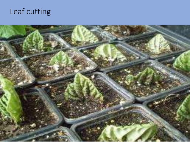 general method of cultivation of medicinal plants | PPTX | Agriculture ...