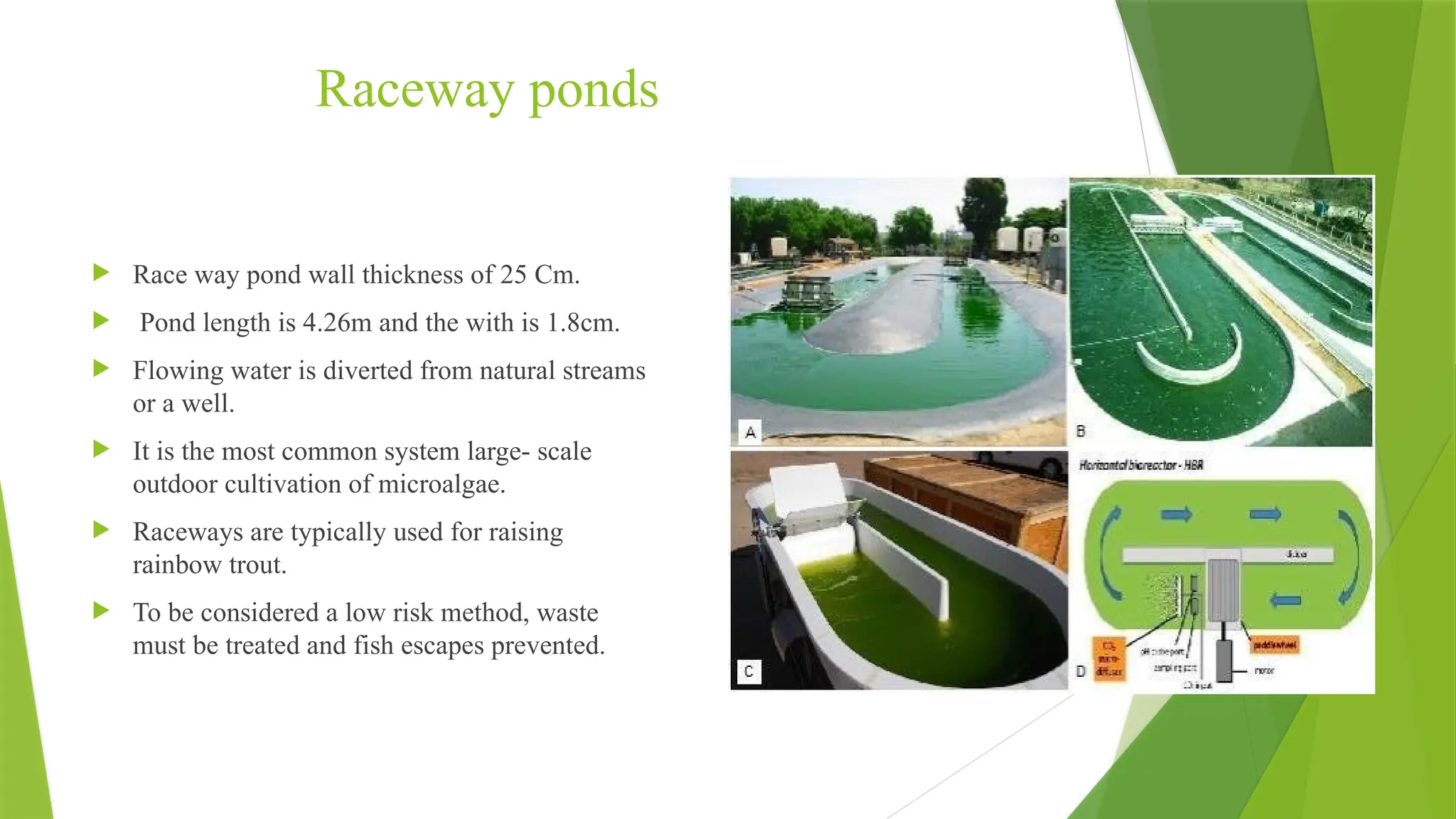 Raceway ponds - Mixotrophic and heterotrophic cultivation of microalgae ...