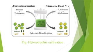 Raceway ponds - Mixotrophic and heterotrophic cultivation of microalgae ...