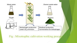 Raceway ponds - Mixotrophic and heterotrophic cultivation of microalgae ...