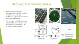 Raceway ponds - Mixotrophic and heterotrophic cultivation of microalgae ...