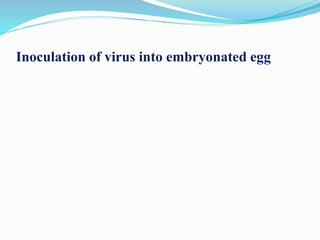 Cultivation and assay of viruses | PPTX | Infertility | Reproductive Health