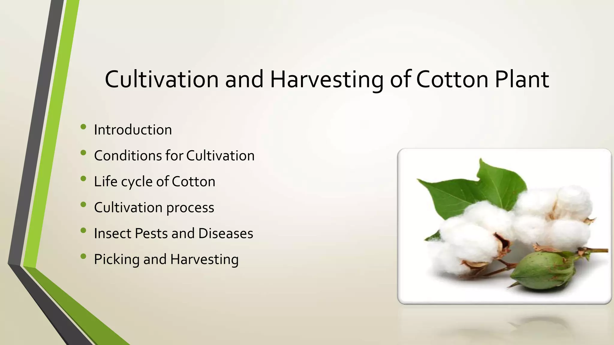 Cultivation and harvesting of cotton | PPTX
