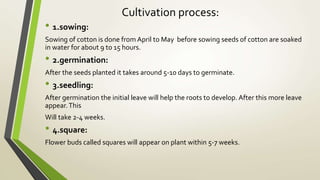 Cultivation and harvesting of cotton | PPTX
