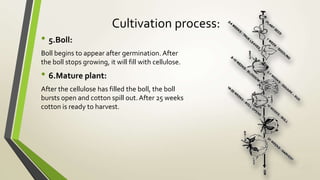 Cultivation and harvesting of cotton | PPTX