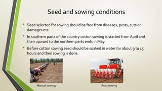 Cultivation and harvesting of cotton | PPTX