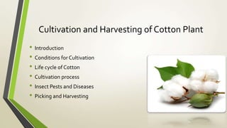 Cotton Cultivation Process