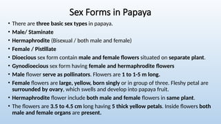 Cultivation and Production of Papaya.pptx