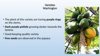 Cultivation and Production of Papaya.pptx