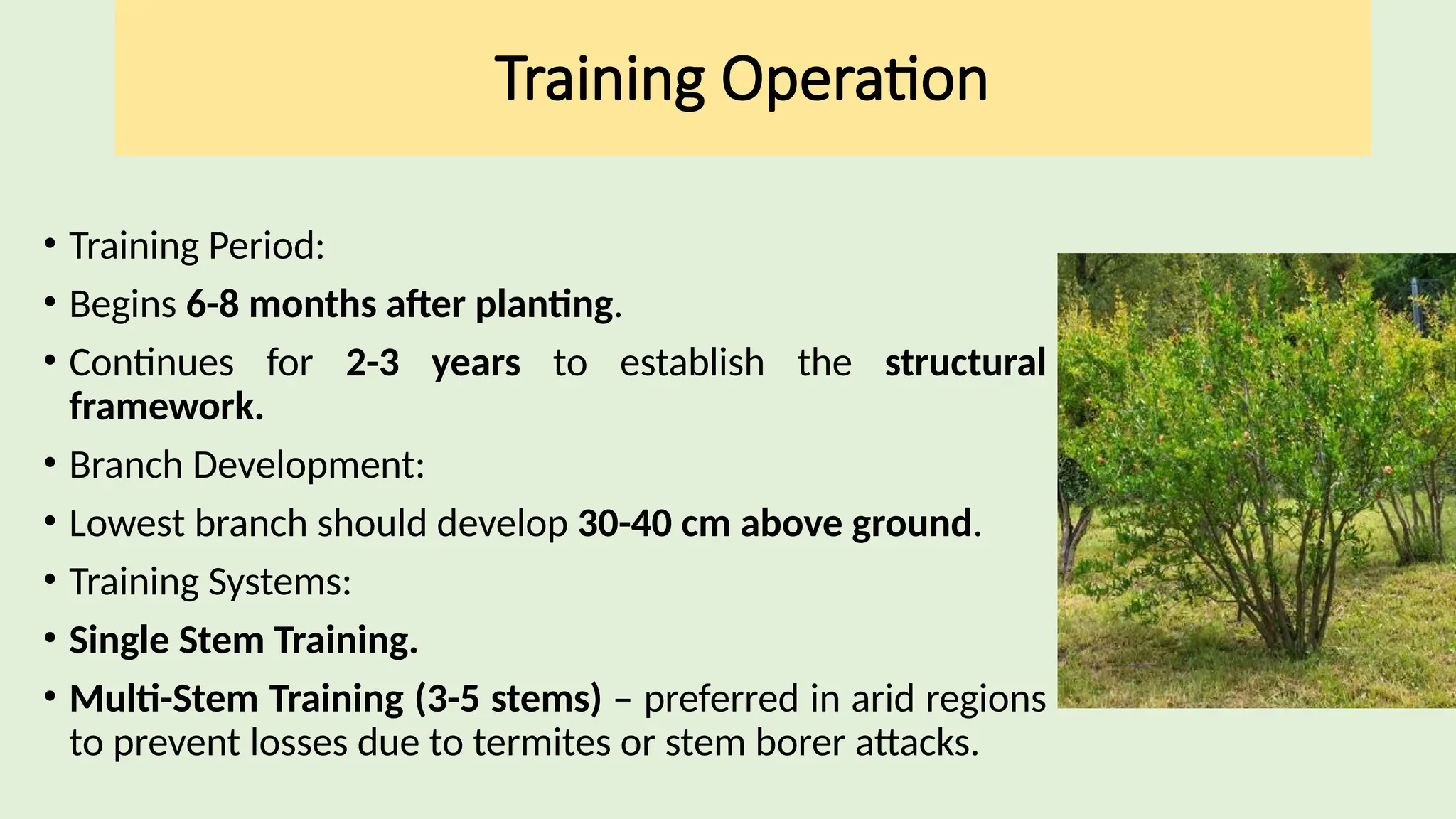 Cultivation and Production of Pomegranate.pptx