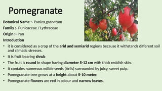 Cultivation and Production of Pomegranate.pptx