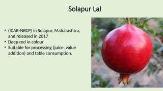 Cultivation and Production of Pomegranate.pptx
