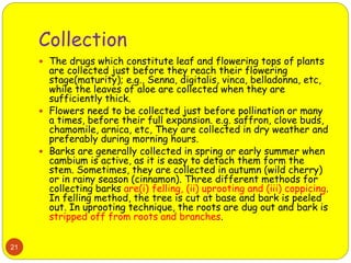Cultivation, collection and processing of crude drugs. | PPTX